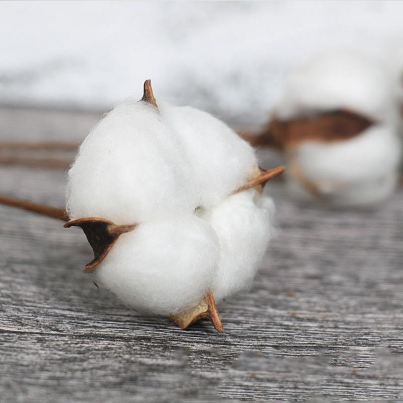 Decorative Real Dried Cotton Stems – Floral Supplies Store